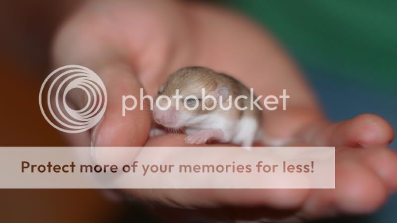 Detailed photos and videos of 2 week old Duprasi Babies!!! | Reptile Forums