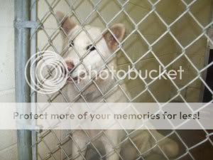 Summersville WV- 18mo f WGSD-"Addy" Beautiful! | German Shepherds Forum