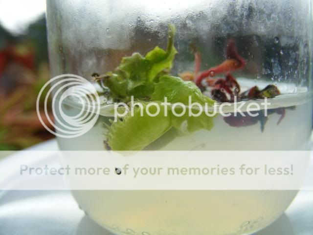 In vitro Seedlings - FlyTrapCare Forums