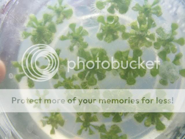 In vitro Seedlings - FlyTrapCare Forums