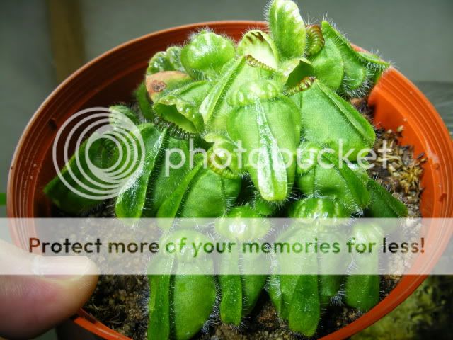 New LED Lighting... - FlyTrapCare Forums