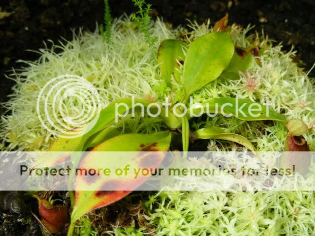 New LED Lighting... - FlyTrapCare Forums