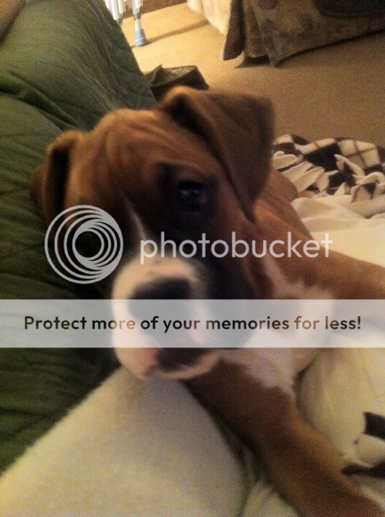 Please Help! Pennys eyes are droopy and red | Boxer Breed Dog Forums