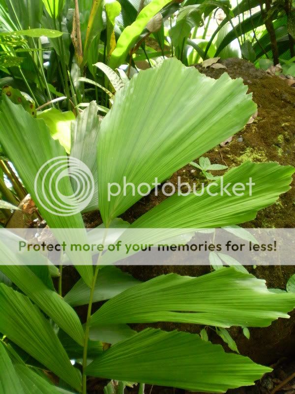 Today's Palm Images - DISCUSSING PALM TREES WORLDWIDE - PalmTalk