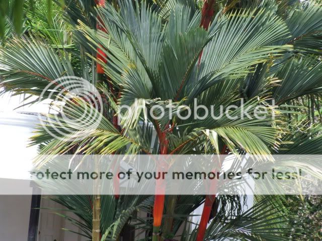 Costa Rican Palm Pics Part 2 - Manuel Antonio - DISCUSSING PALM TREES ...