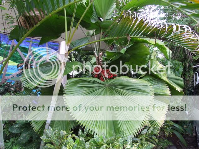 Costa Rican Palm Pics Part 2 - Manuel Antonio - DISCUSSING PALM TREES ...