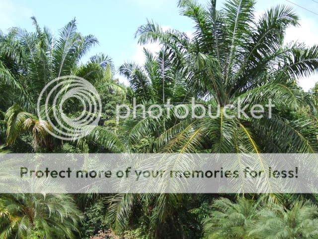 Costa Rican Palm Pics Part 2 - Manuel Antonio - DISCUSSING PALM TREES ...