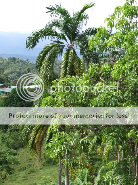 Costa Rican Palm Pics Part 2 - Manuel Antonio - DISCUSSING PALM TREES ...