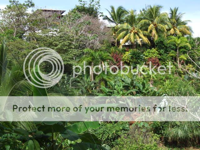 Costa Rican Palm Pics Part 2 - Manuel Antonio - DISCUSSING PALM TREES ...