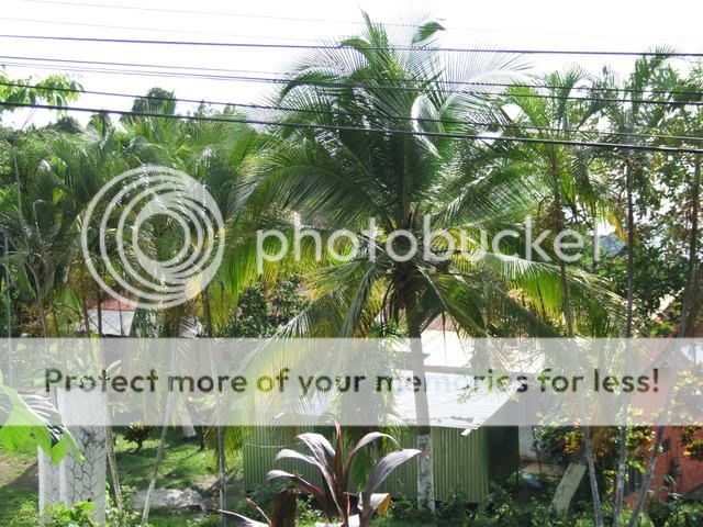 Costa Rican Palm Pics Part 2 - Manuel Antonio - DISCUSSING PALM TREES ...