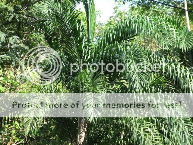 Costa Rican Palm Pics Part 2 - Manuel Antonio - DISCUSSING PALM TREES ...