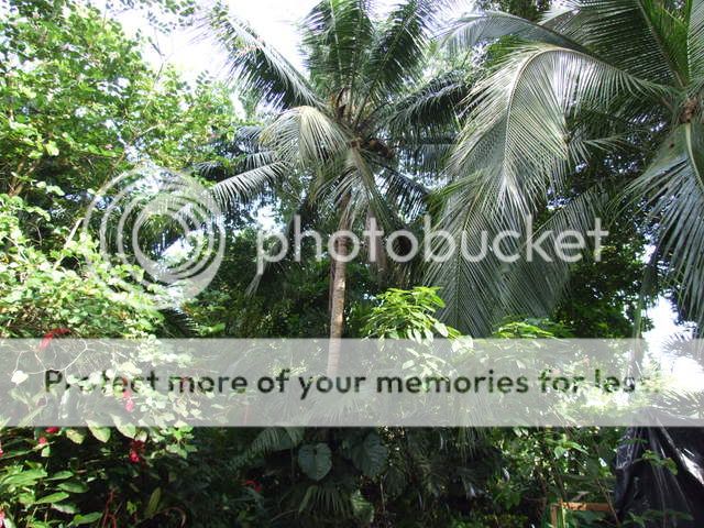 Costa Rican Palm Pics Part 2 - Manuel Antonio - DISCUSSING PALM TREES ...