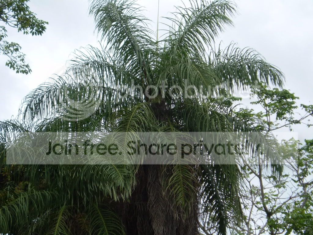 Today's Palm Images - DISCUSSING PALM TREES WORLDWIDE - PalmTalk