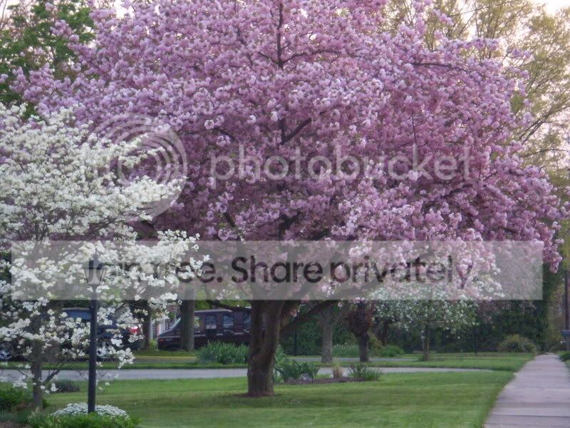 Springtime in Pennsylvania - TRAVEL LOGS - PalmTalk