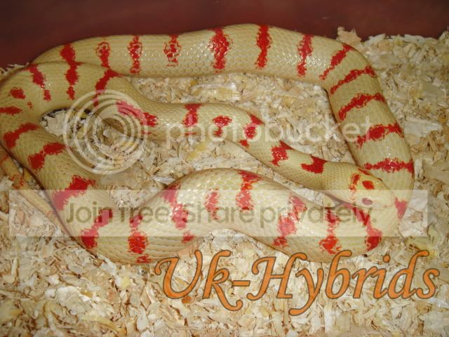 Hybrids!! | Reptile Forums