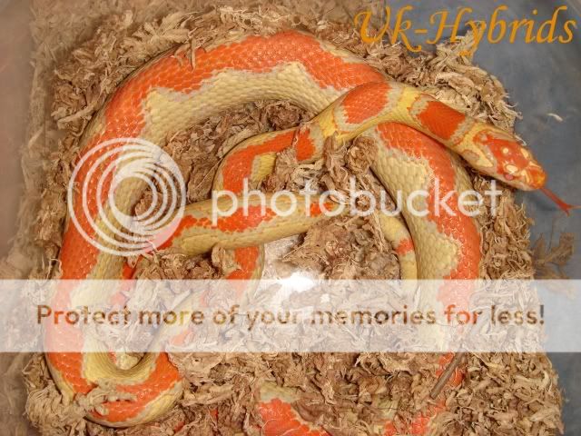 Hybrids!! | Reptile Forums