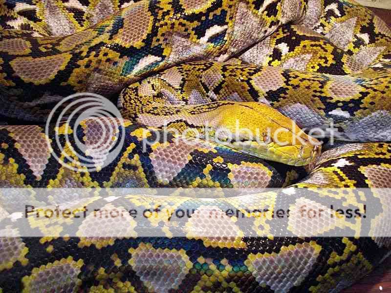 adult male retic photos please!!! | Reptile Forums