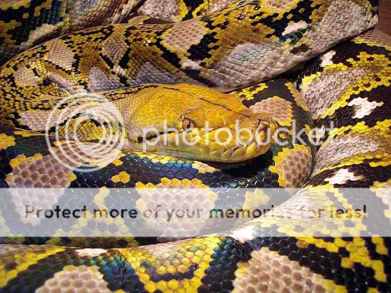 adult male retic photos please!!! | Reptile Forums