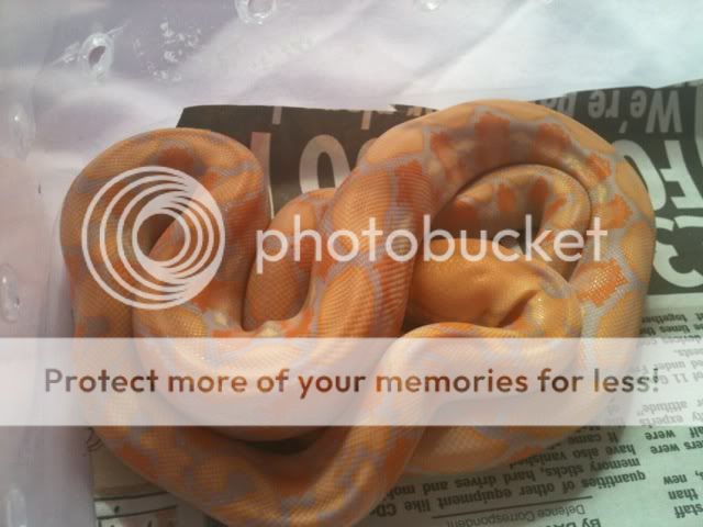 Wales - albino lavender retic (female) | Reptile Forums