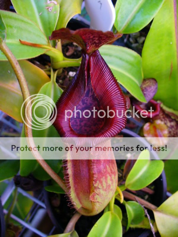 maxima x Trusmadiensis | TerraForums Venus Flytrap, Nepenthes, Drosera ...