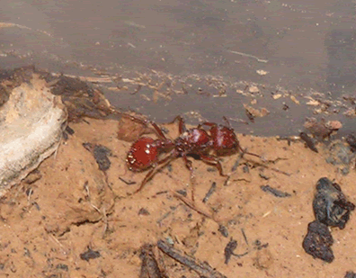 Semi-Claustral Ant queen (pogonomyrmex californicus) - The Ant Farm and ...