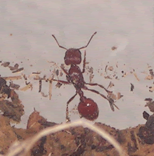 Semi-Claustral Ant queen (pogonomyrmex californicus) - The Ant Farm and ...