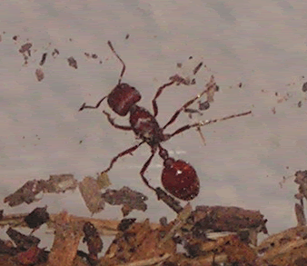 Semi-Claustral Ant queen (pogonomyrmex californicus) - The Ant Farm and ...