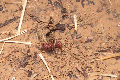 Semi-Claustral Ant queen (pogonomyrmex californicus) - The Ant Farm and ...
