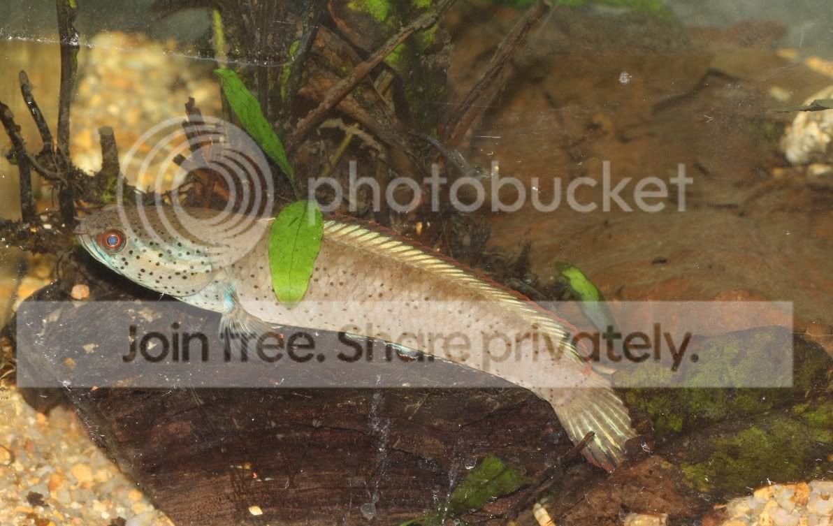 snakehead photo gallery -- post your snakehead pictures here ...