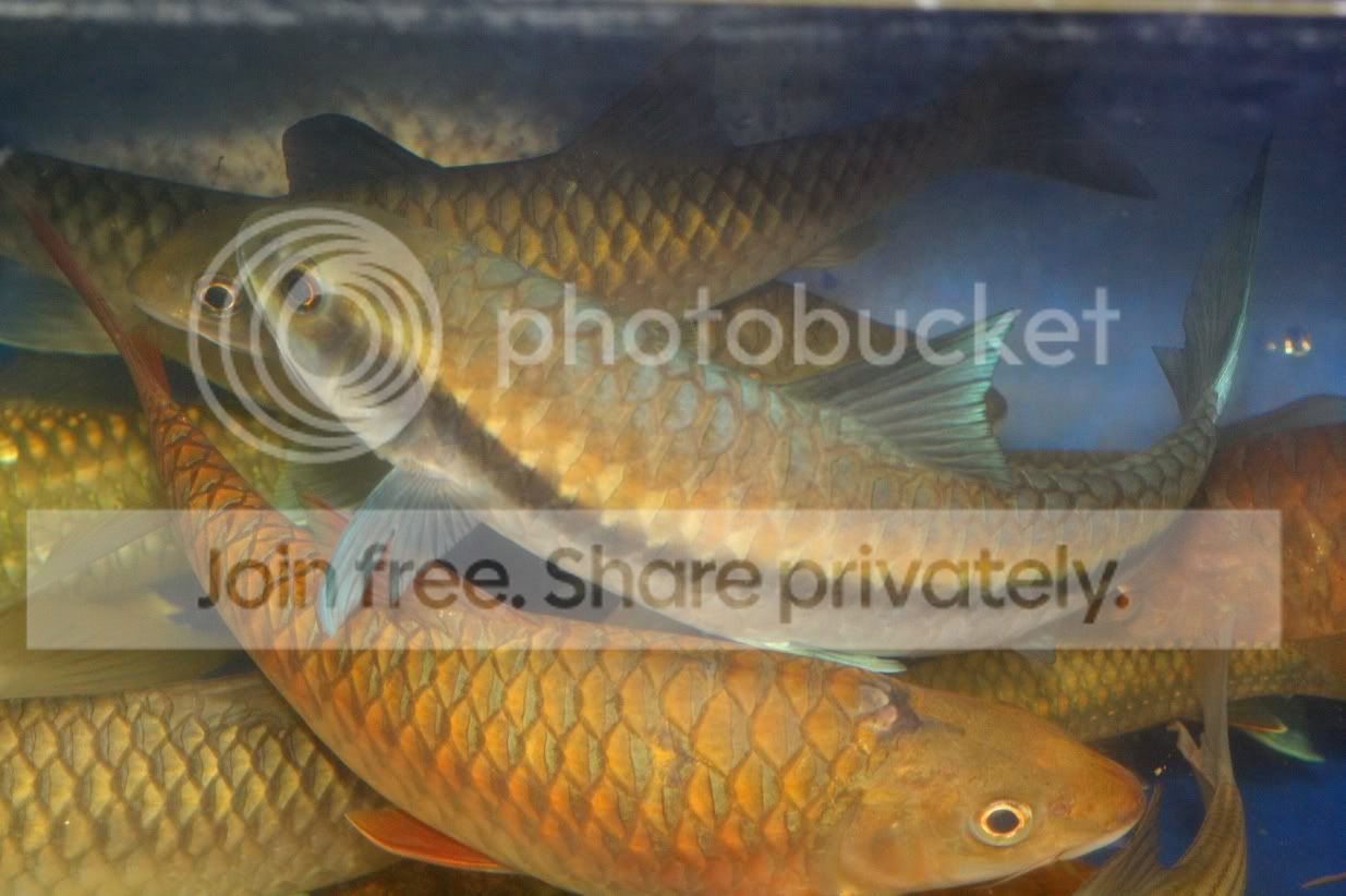 Anyone keep Mahseer? | Page 10 | MonsterFishKeepers.com
