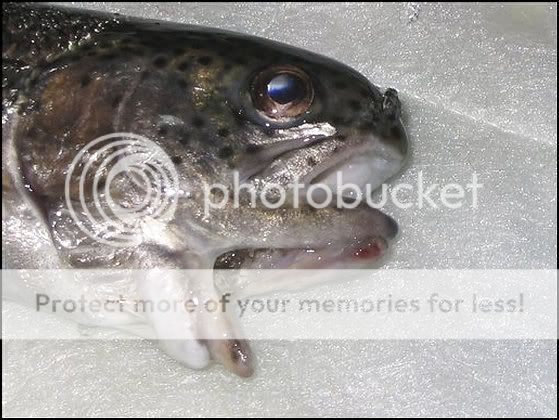 Deformed Trout | Fly Fishing Forum