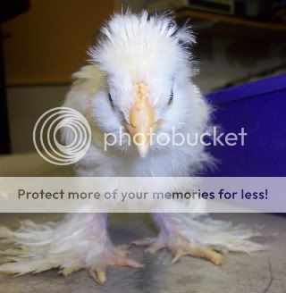 Sultan - Male vs Female *PICS* | BackYard Chickens - Learn How to Raise ...