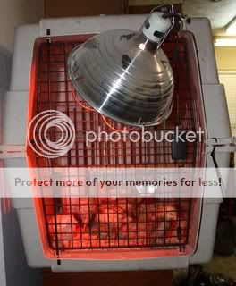 show me your dog crate baby brooders | Page 2 | BackYard Chickens ...