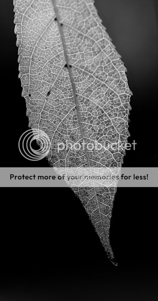 Turning Over and Old Leaf - PentaxForums.com