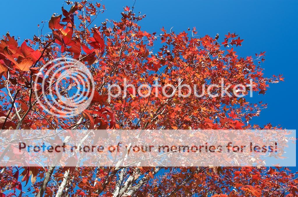 Our Gutsy Sweet Gum Tree - PentaxForums.com