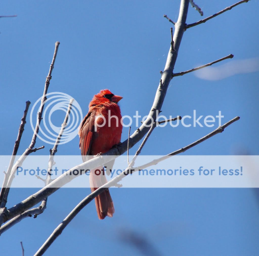 Red (And I Mean Red) Bird - PentaxForums.com