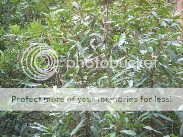 Devils' twine - TROPICAL LOOKING PLANTS - Other Than Palms - PalmTalk