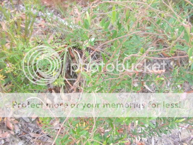 Devils' twine - TROPICAL LOOKING PLANTS - Other Than Palms - PalmTalk