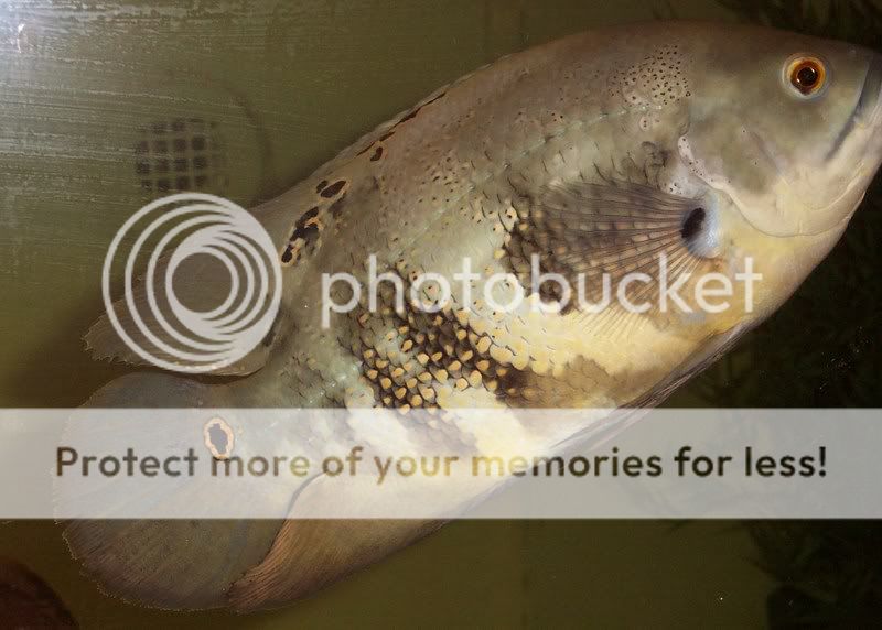 White tiger? | Cichlid Fish Forum