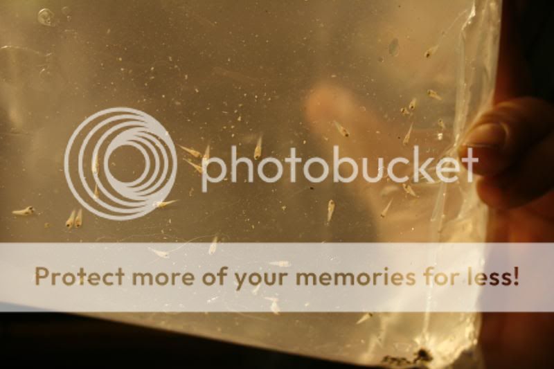 The Cichlid Chronicles - The Cichlid Room Companion