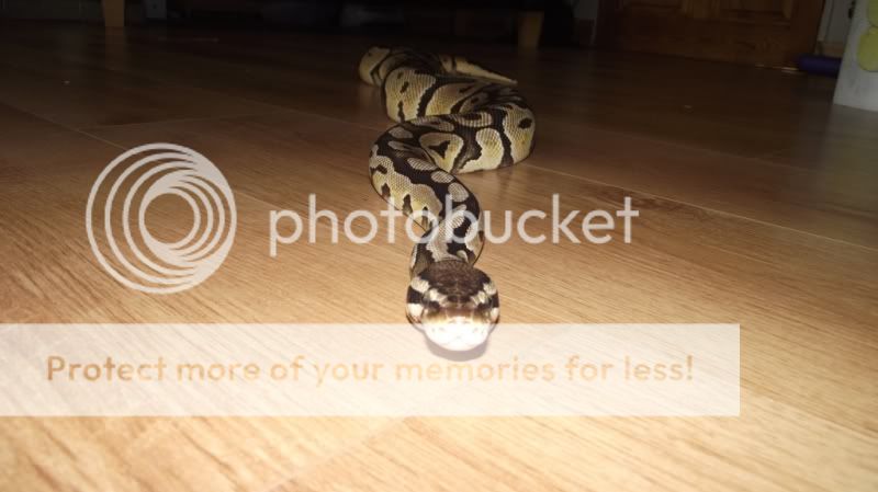 Adult Proven Female Pastel Royal Python | Reptile Forums