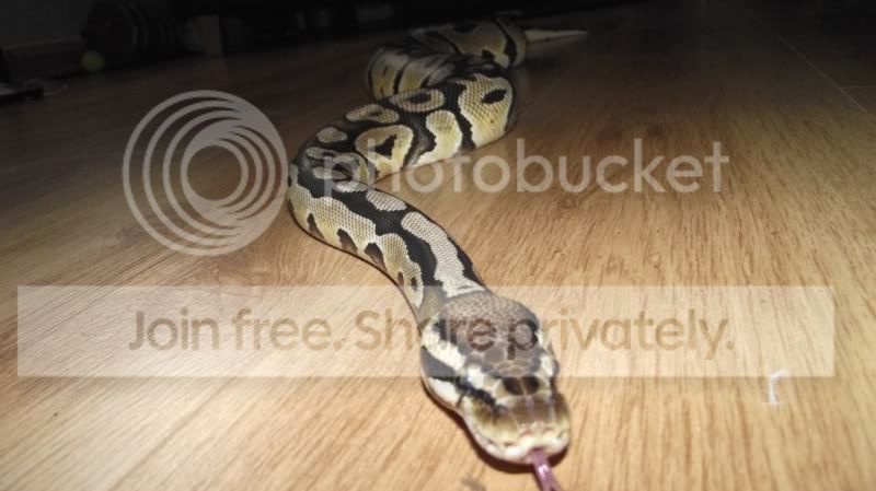 Adult Proven Female Pastel Royal Python | Reptile Forums