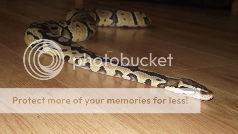 Adult Proven Female Pastel Royal Python | Reptile Forums